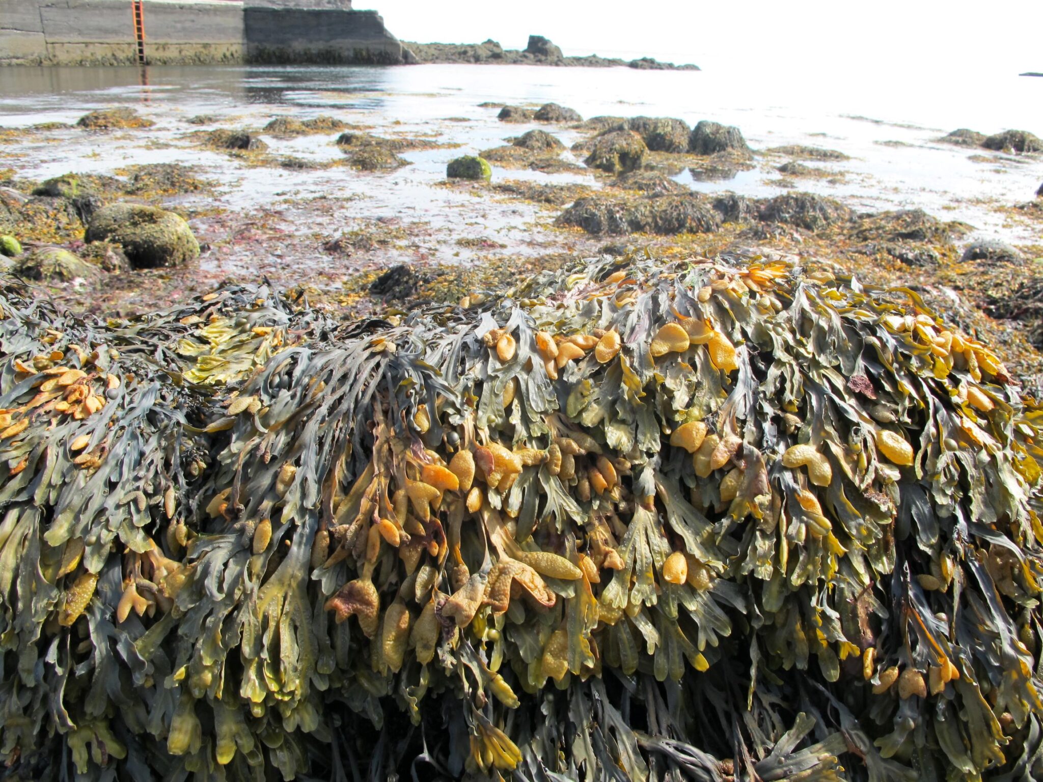 Novel enhanced bioplastics from sustainable processing of seaweed ...