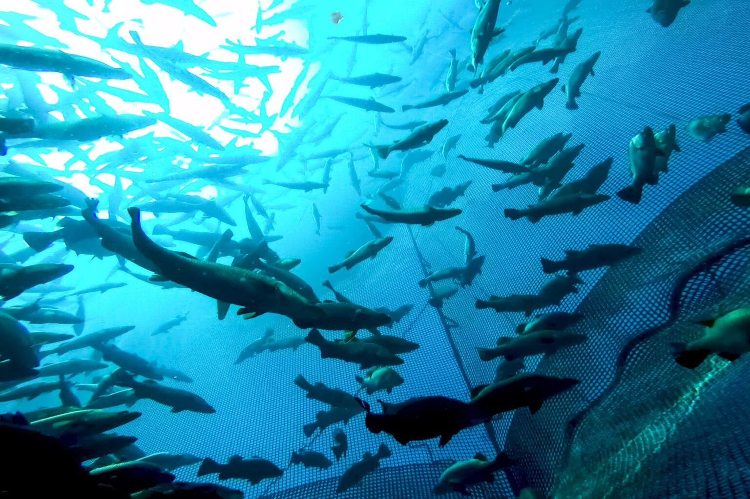 Identification of broodstock performance indicators and markers to ...