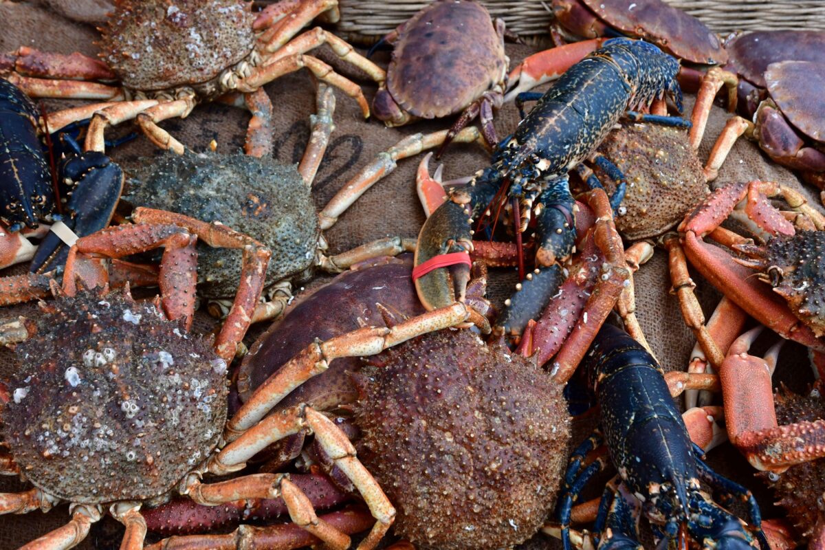 Recycling crustaceans shell wastes for developing biodegradable ...