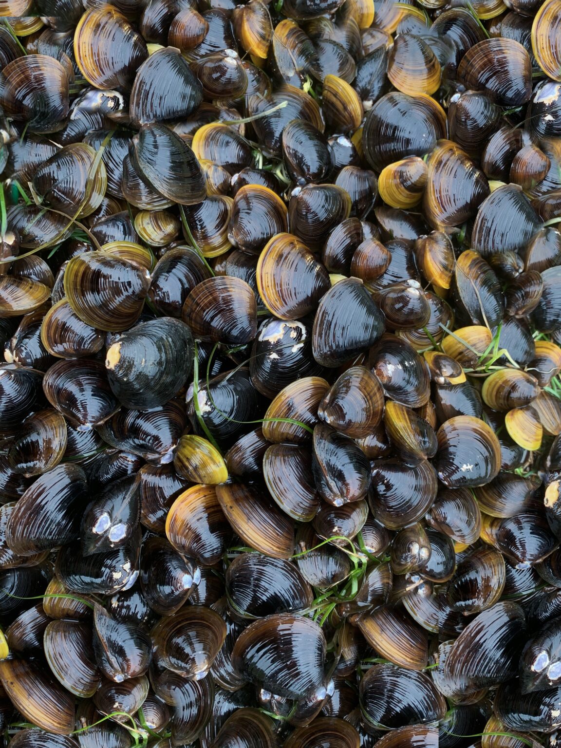 Advancing European bivalve production systems. - BlueBio Cofund