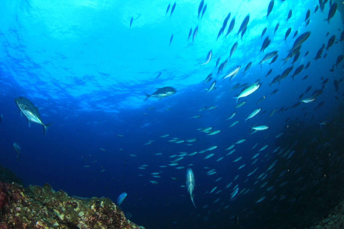 European fisheries enhancement through "Omic" characterization and ...