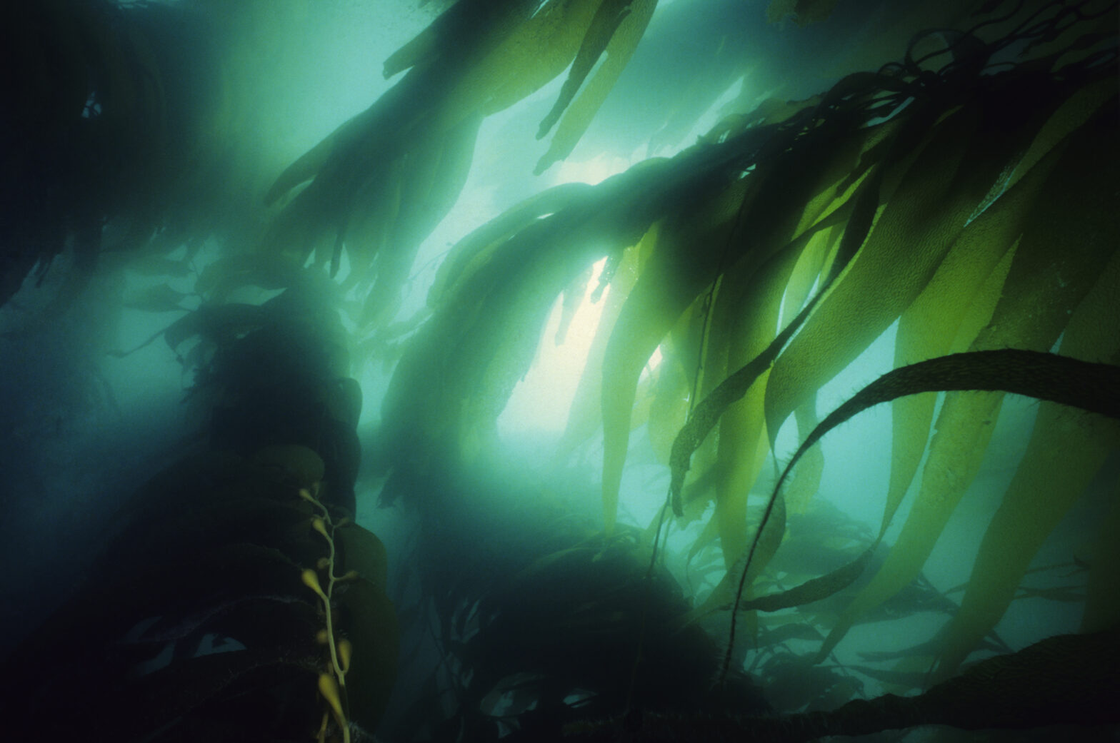 Value creation and ecosystem services of European Seaweed industry by ...